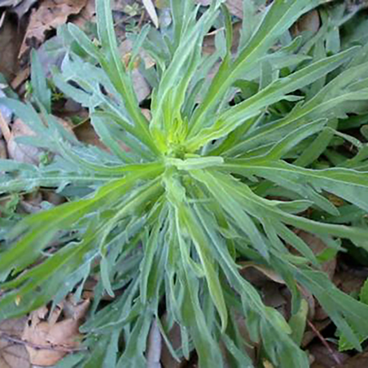 Fleabane | Weed Problem Solver | Fernland